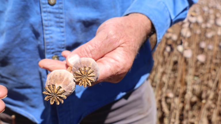 Hundreds of 'toxic' poppies stolen from Victorian farm triggers health ...