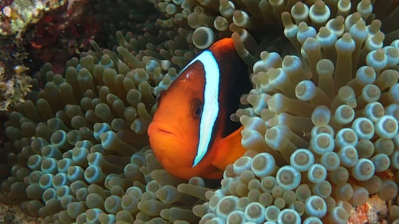 Finding Nemo, losing stripes: Baby clownfish shed bars to secure their ...