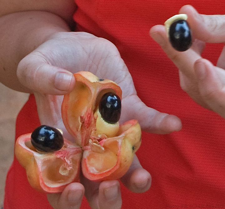 Wild foods from around the globe that shock