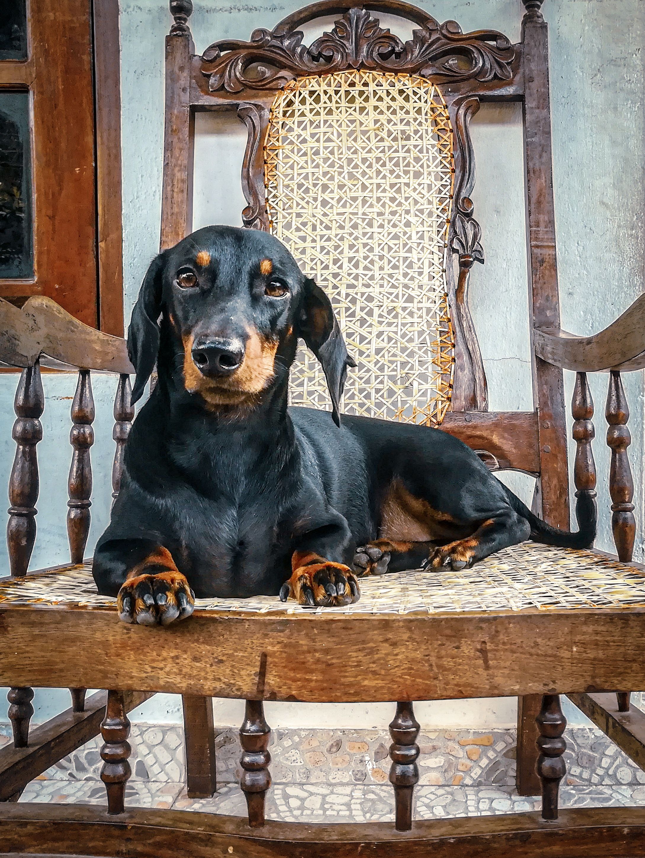 Rescue dog’s late barking unmasks attic squatter