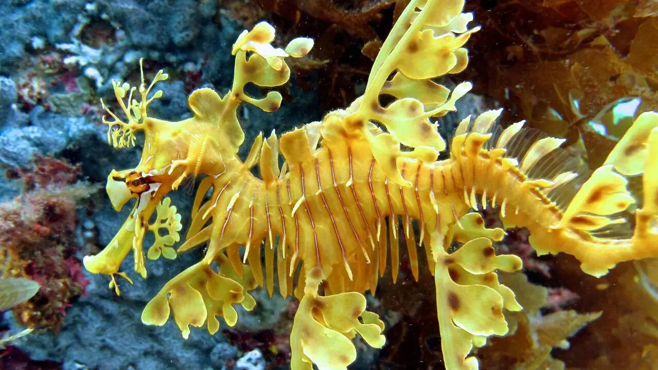From orchid mantis to stick insect: 6 creatures that look just like plants