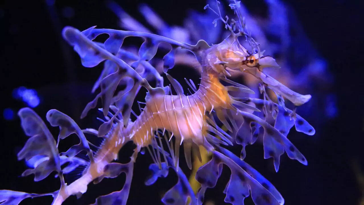 From orchid mantis to stick insect: 6 creatures that look just like plants