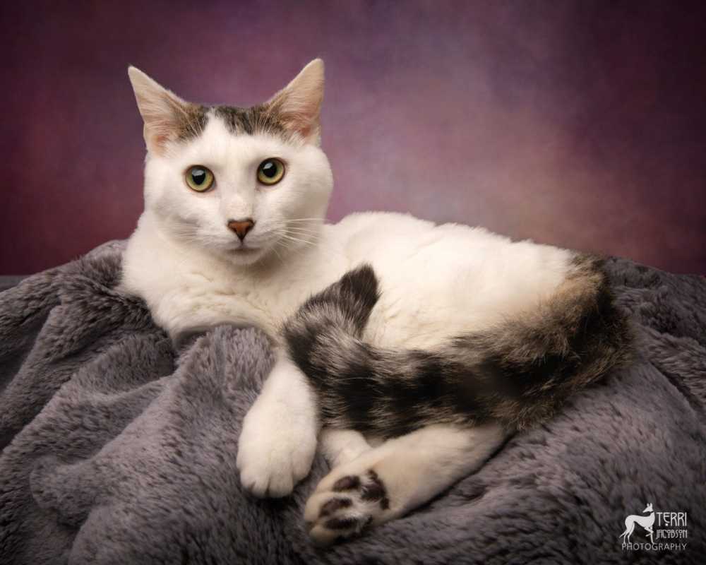 Royal Canin’s new food launch could be a game-changer for diabetic cats