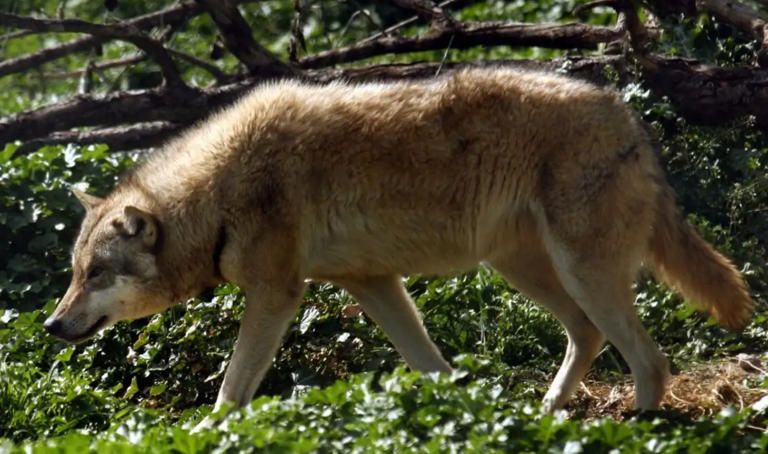 Εμφάνιση λύκου σε πολυπληθή πλατεία της Βαρυμπόμπης! (βίντεο)