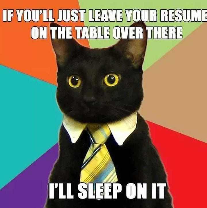 Here are some of the most hilariously relatable cat memes