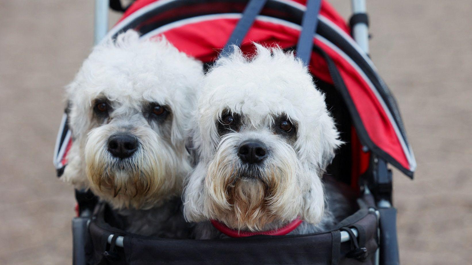 Crufts 2026: Everything you need to know
