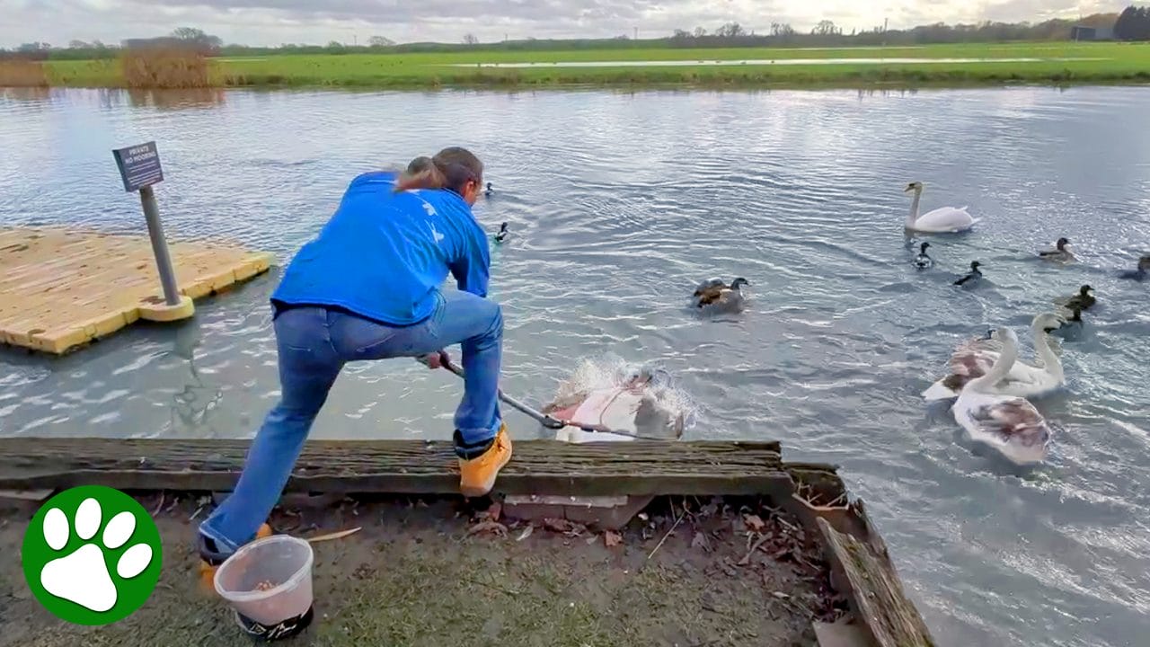 Rescued swan flaps his wings the moment he realizes he’s free