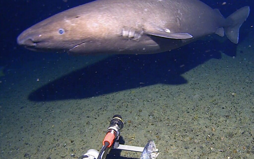 Shark spotted 500m deep in Antarctica’s near-freezing waters for first ...