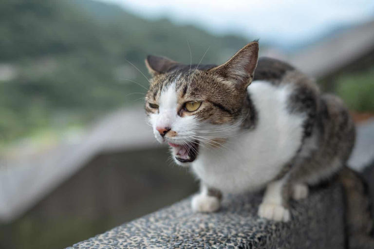 32 muscles, one goal: Why your cat’s ears are evolution’s most ...