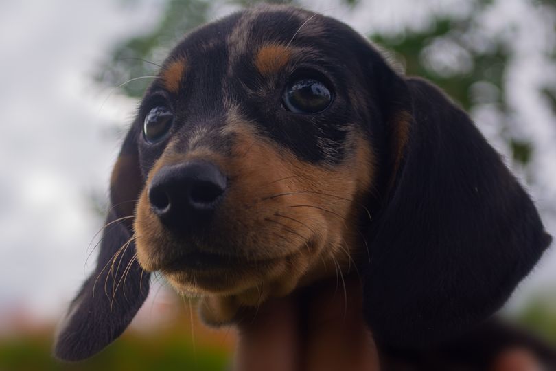 RSPCA urges dog owners to remove 'toxic' plants and flowers from garden