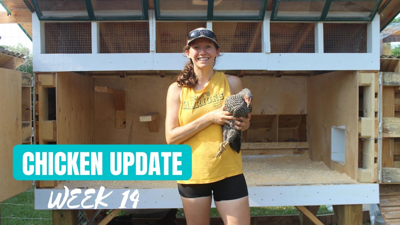 Raising chicks week 14: Honest feedback on our pallet chicken coop
