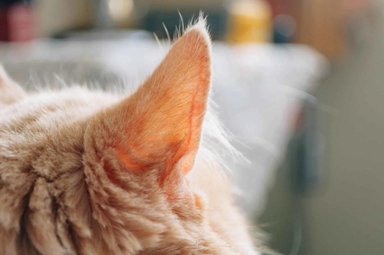 32 muscles, one goal: Why your cat’s ears are evolution’s most ...