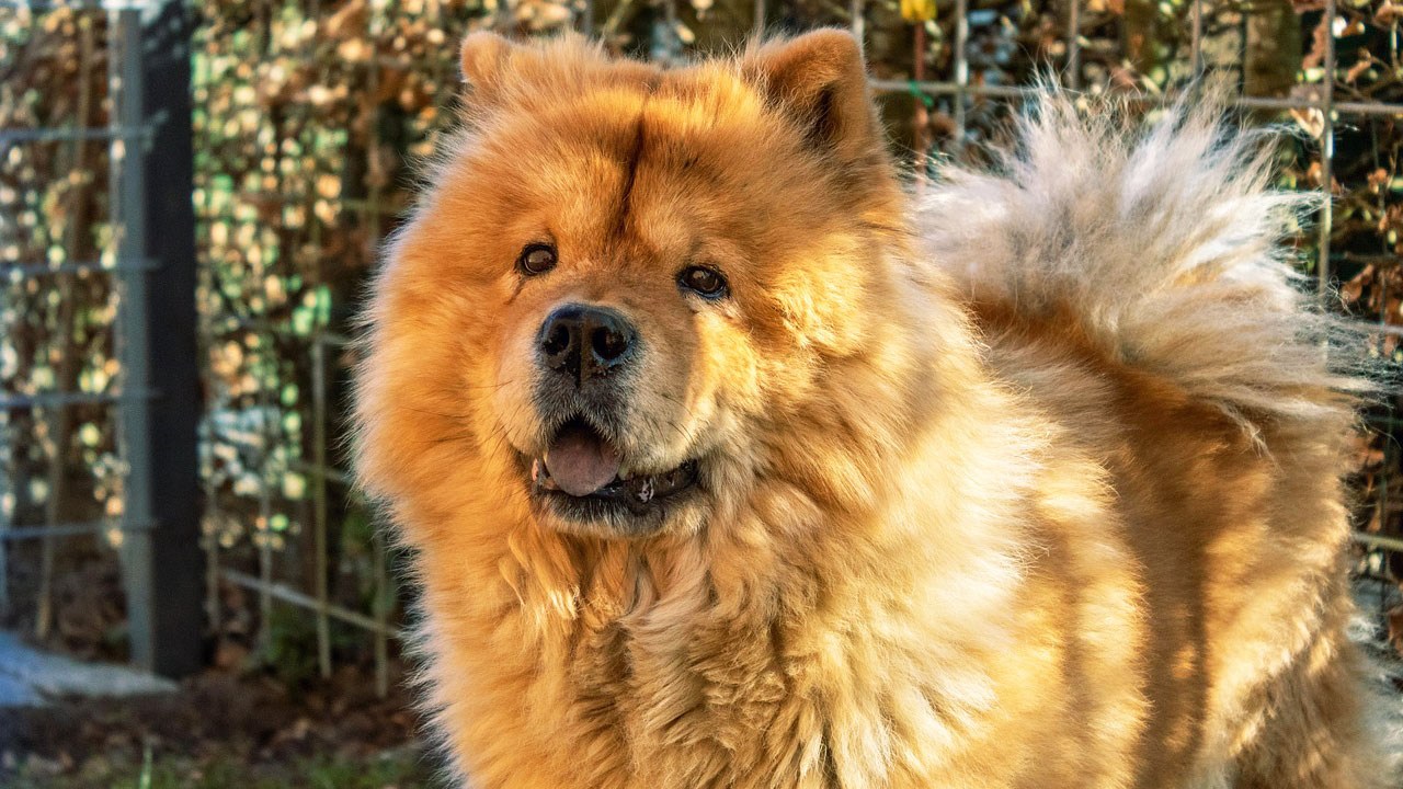 15 dog breeds people regret picking based on looks alone