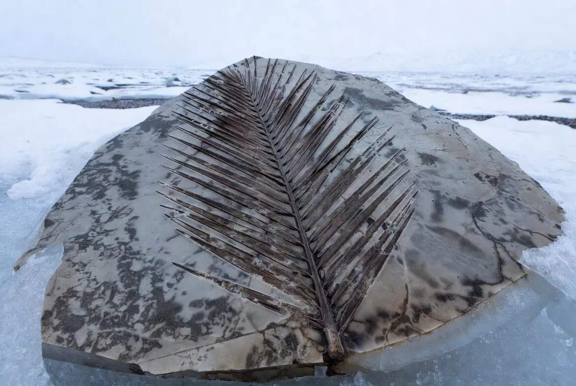 The Arctic once had palm trees: What the fossils reveal