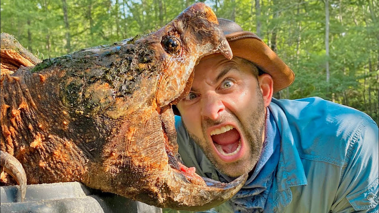 An up-close encounter with a giant turtle