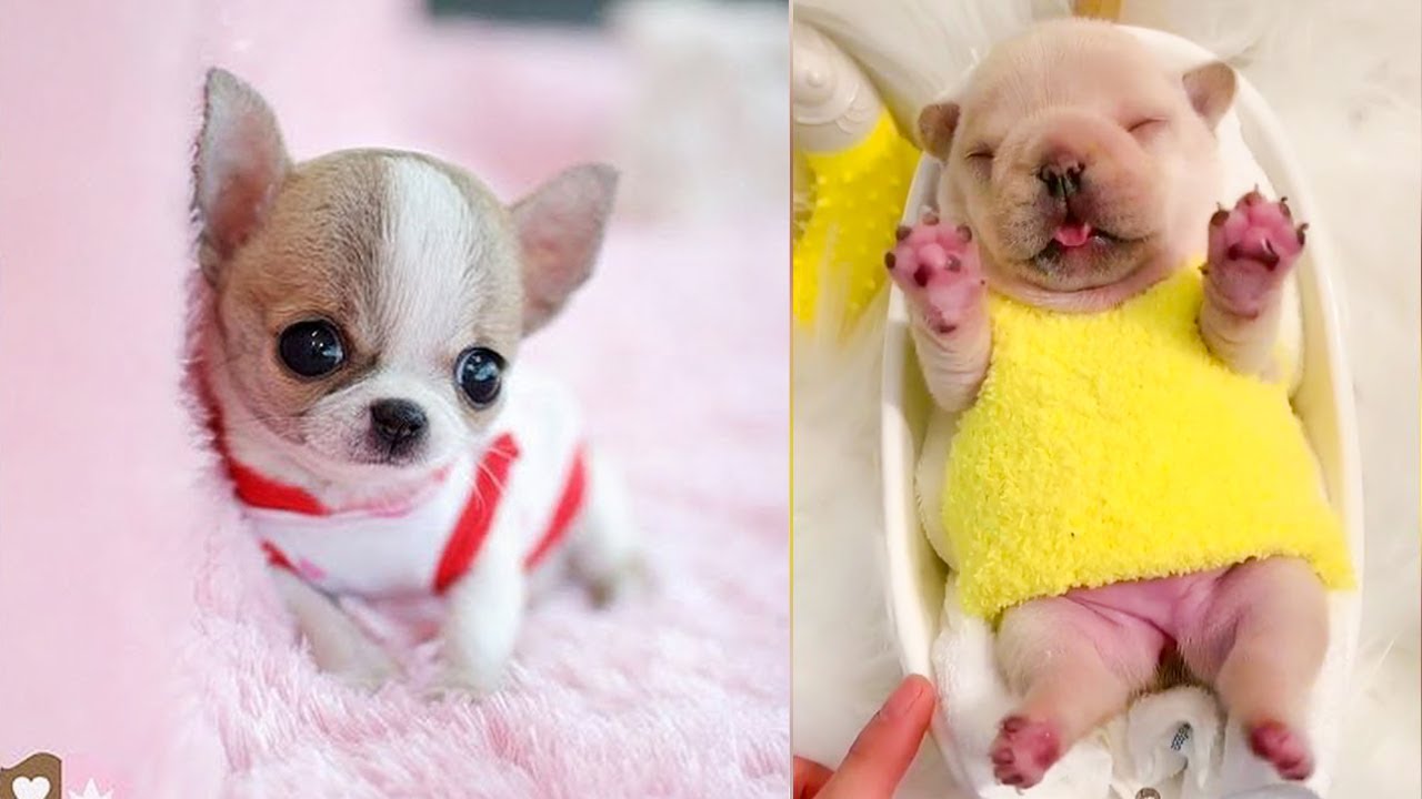 Kleine puppy's omhuld met tedere warmte