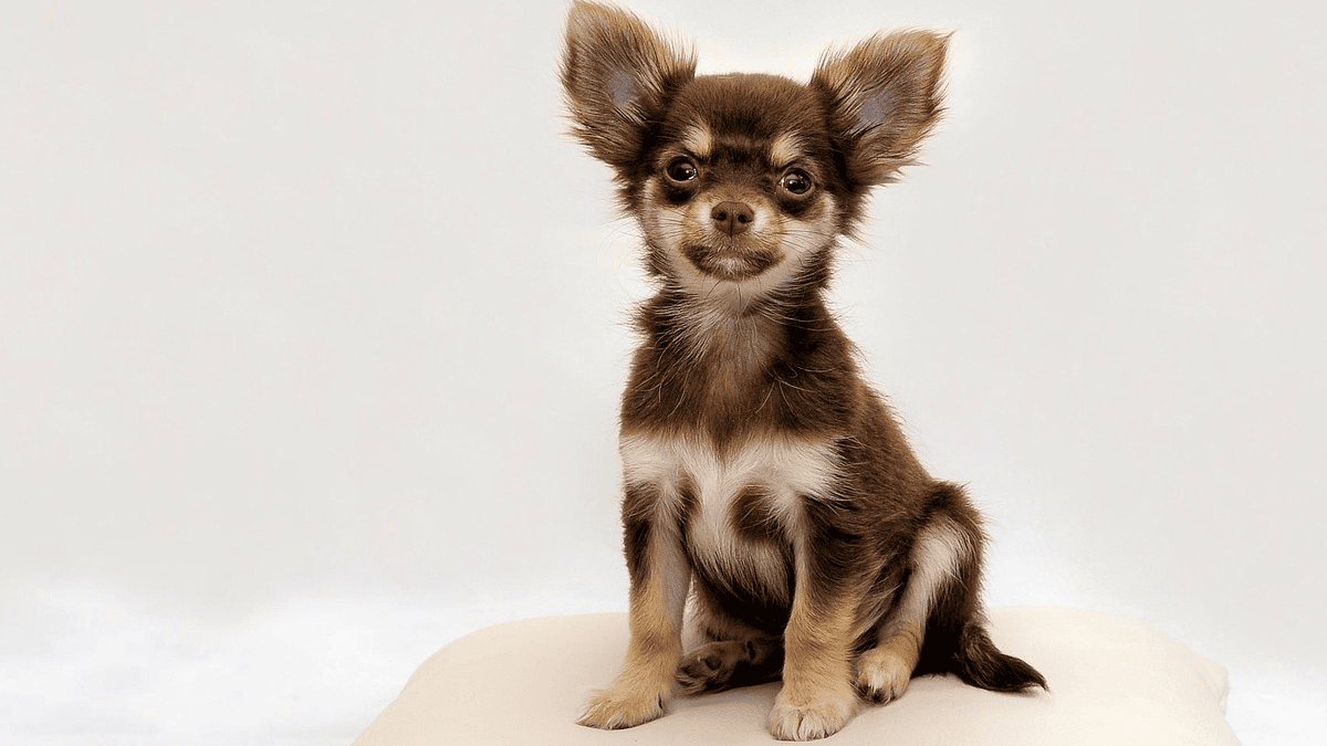 Will your dog live a long life? These are the 30 longest-living breeds