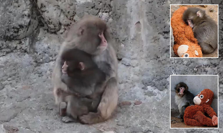 Tide turns for little monkey Punch who had no one to love but his toy