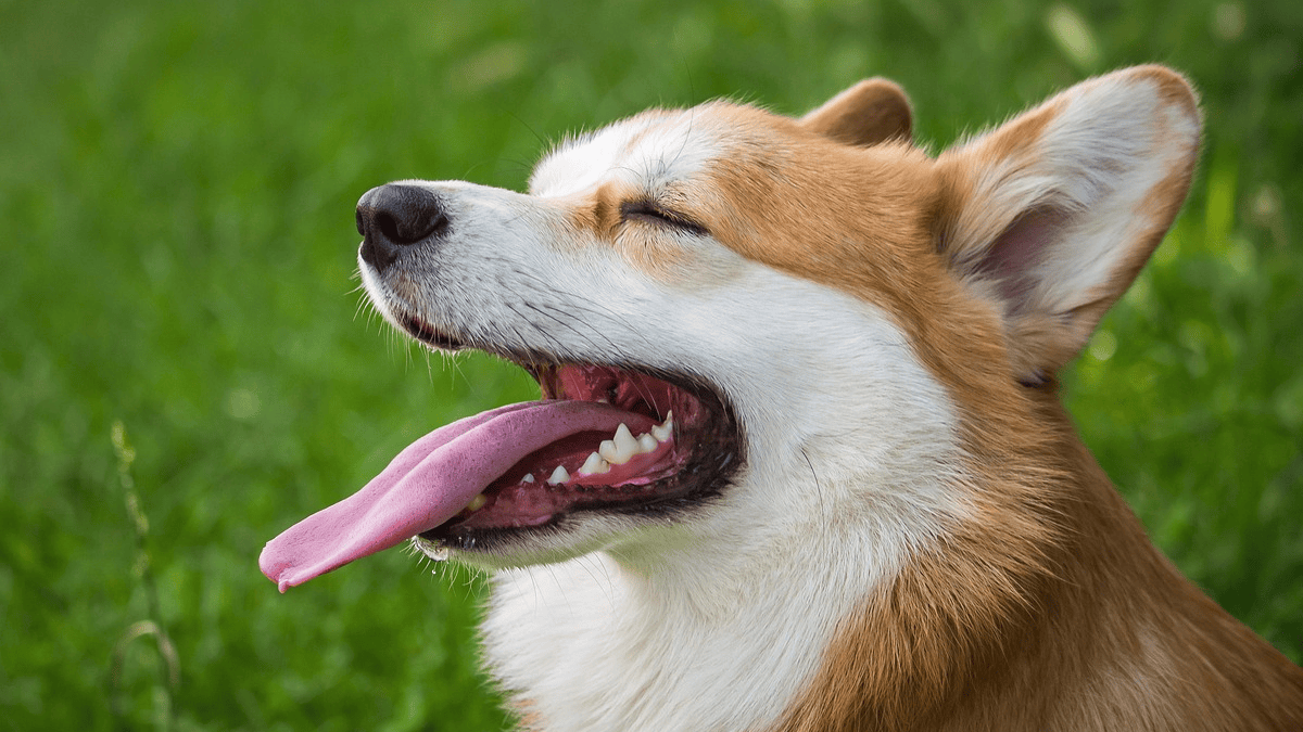 13 training exercises to make your dog more obedient