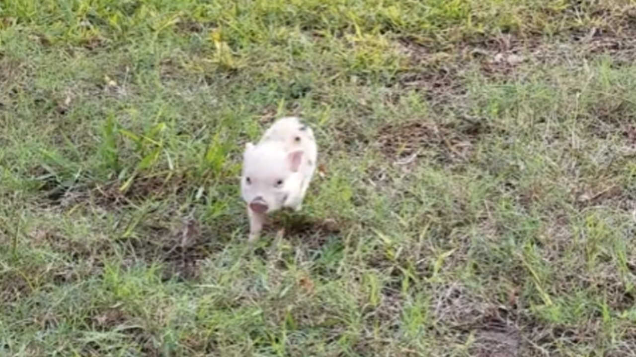 Rescue piglet Beatrice spreads joy
