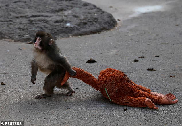 Tide turns for little monkey Punch who had no one to love but his toy