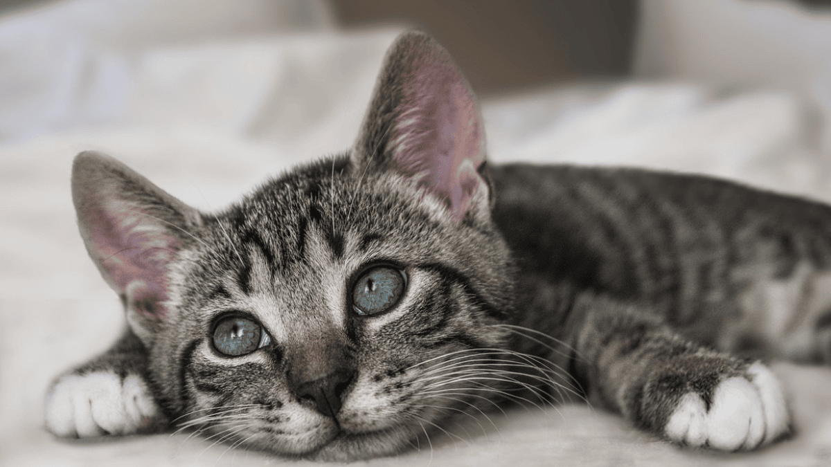 11 signs your cat has chosen you as its forever human