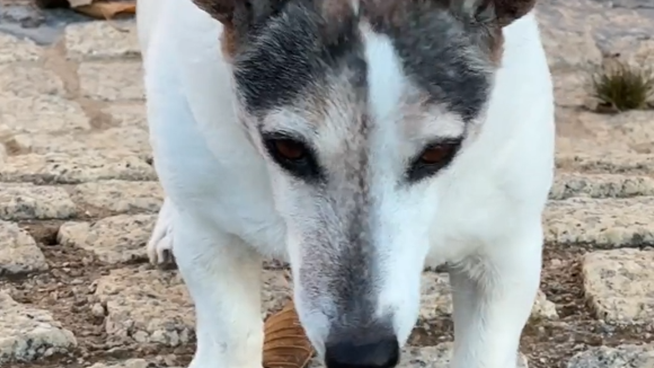 Dog reacts in confusion to a disappearing water trick