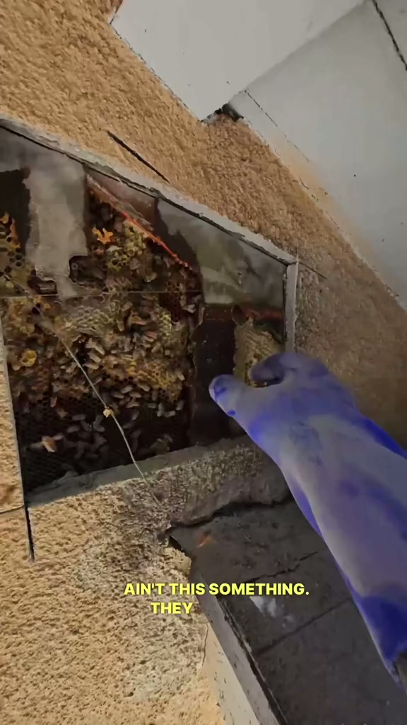 I opened this wall and uncovered a massive hidden beehive