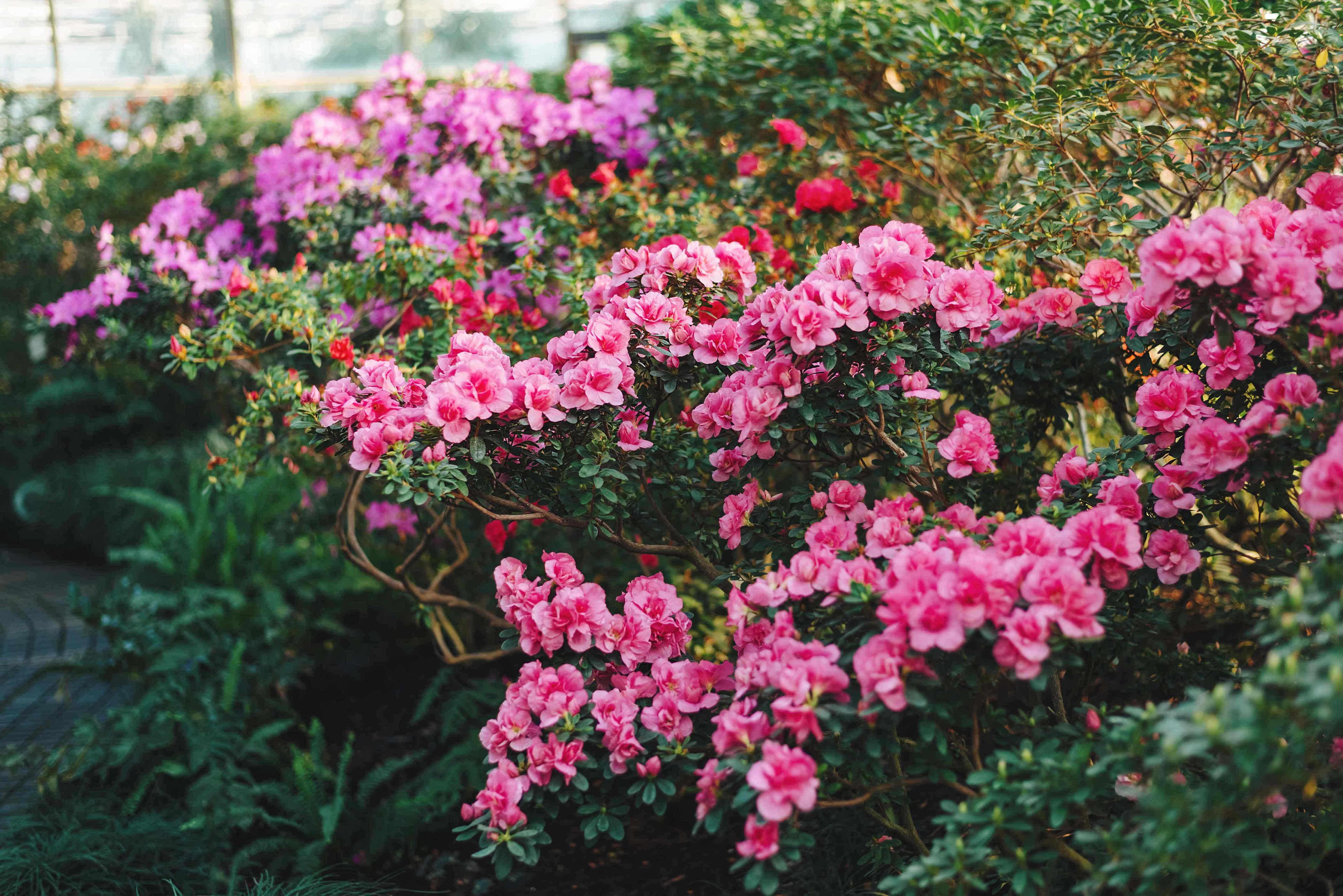 How to revive winter-damaged azaleas before spring blooms begin