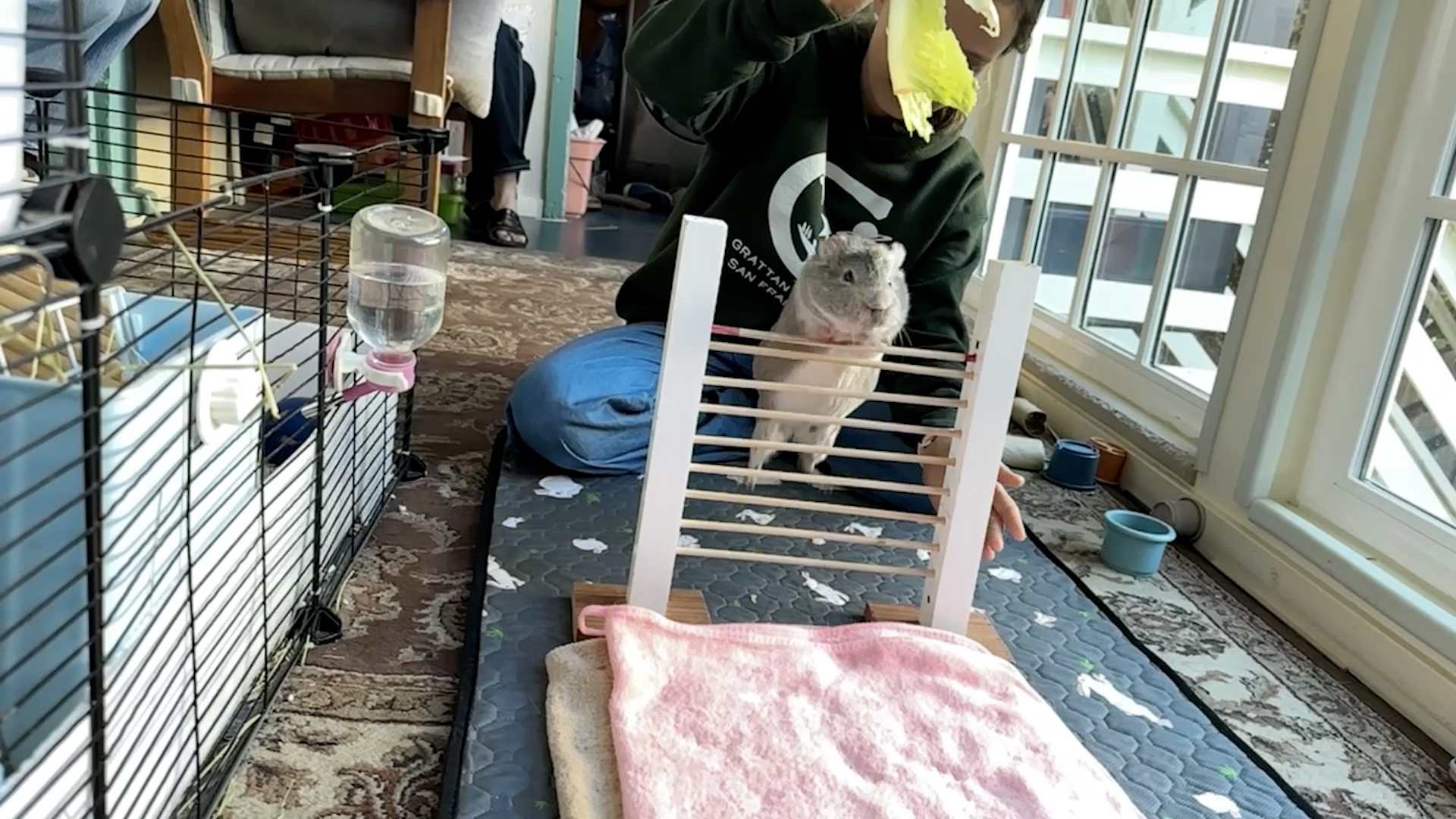 Highest bar jump by a guinea pig 26.67 cm (10.5 in)