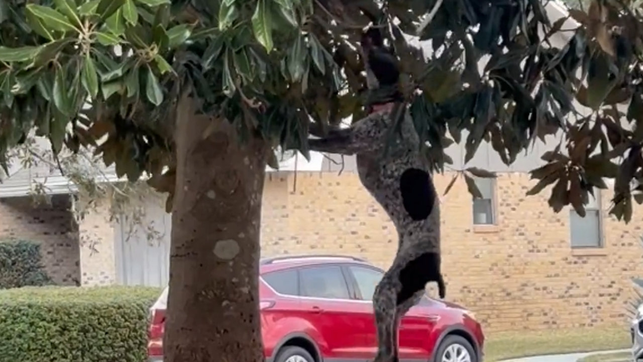 Dog sets out on a mission to find the perfect stick