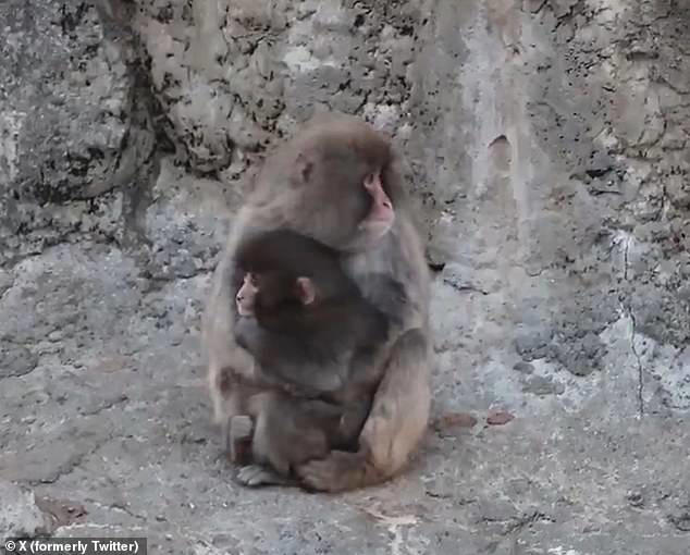 Tide turns for little monkey Punch who had no one to love but his toy