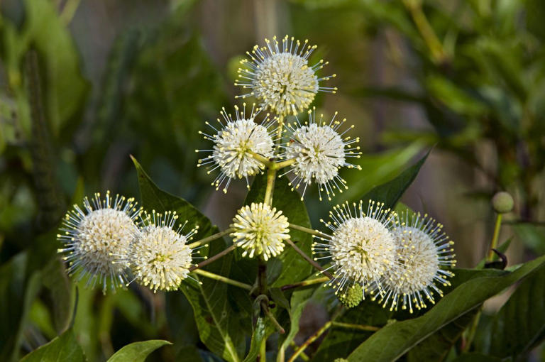 10 low-maintenance plants perfect for a rain garden
