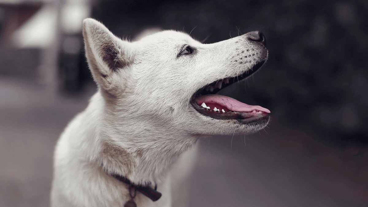 13 training exercises to make your dog more obedient