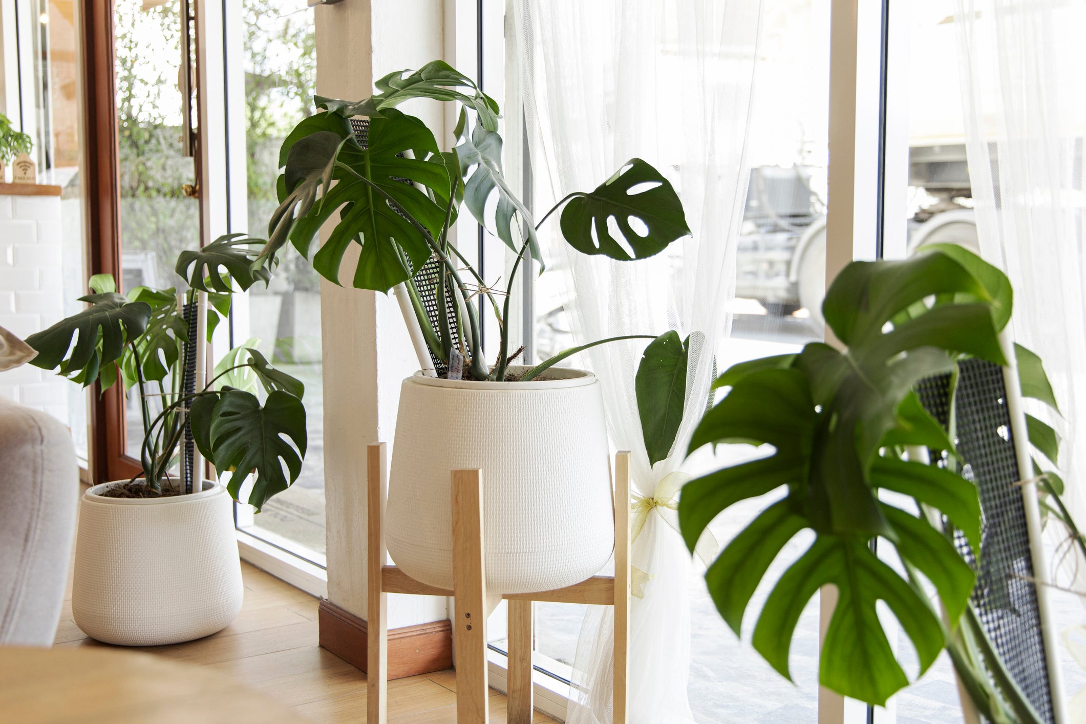 Designers say these plants will upgrade your home