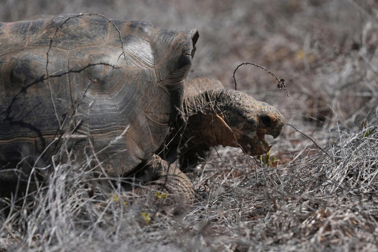 NASA helps return giant tortoises to Galapagos after nearly 150 years