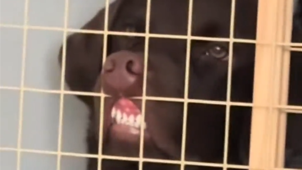 Chocolate lab shows goofy smile