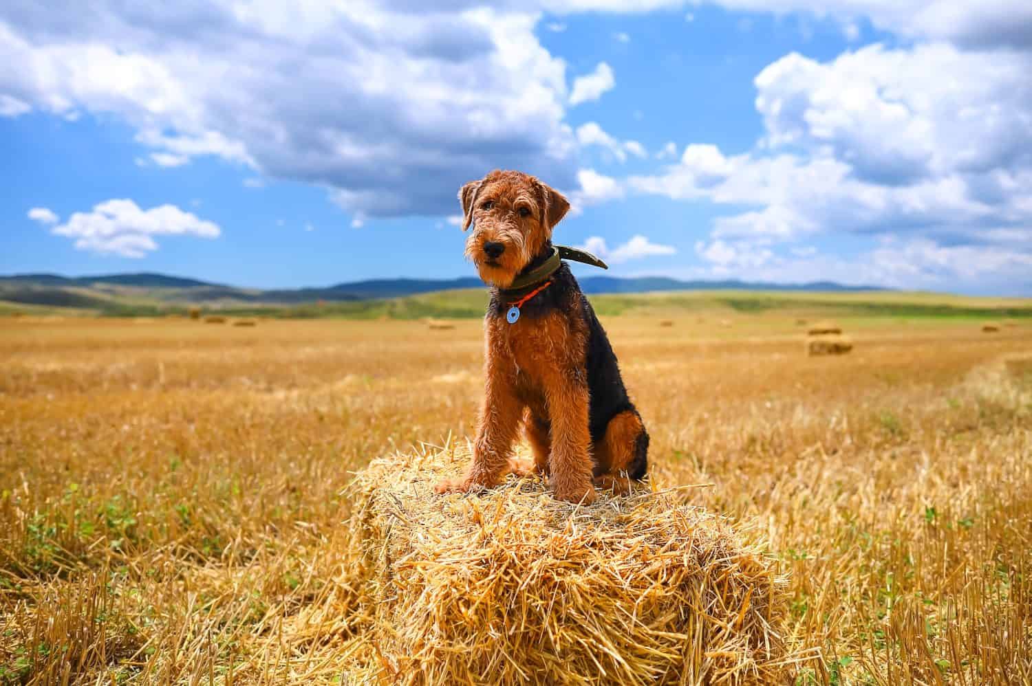 The best dog breeds for protecting you from snakes