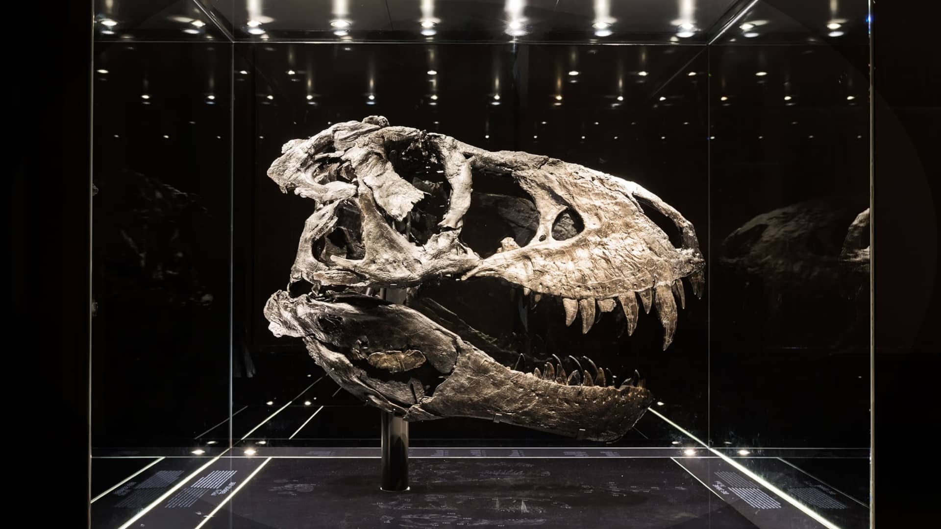 20 enormous dinosaurs that once ruled Earth