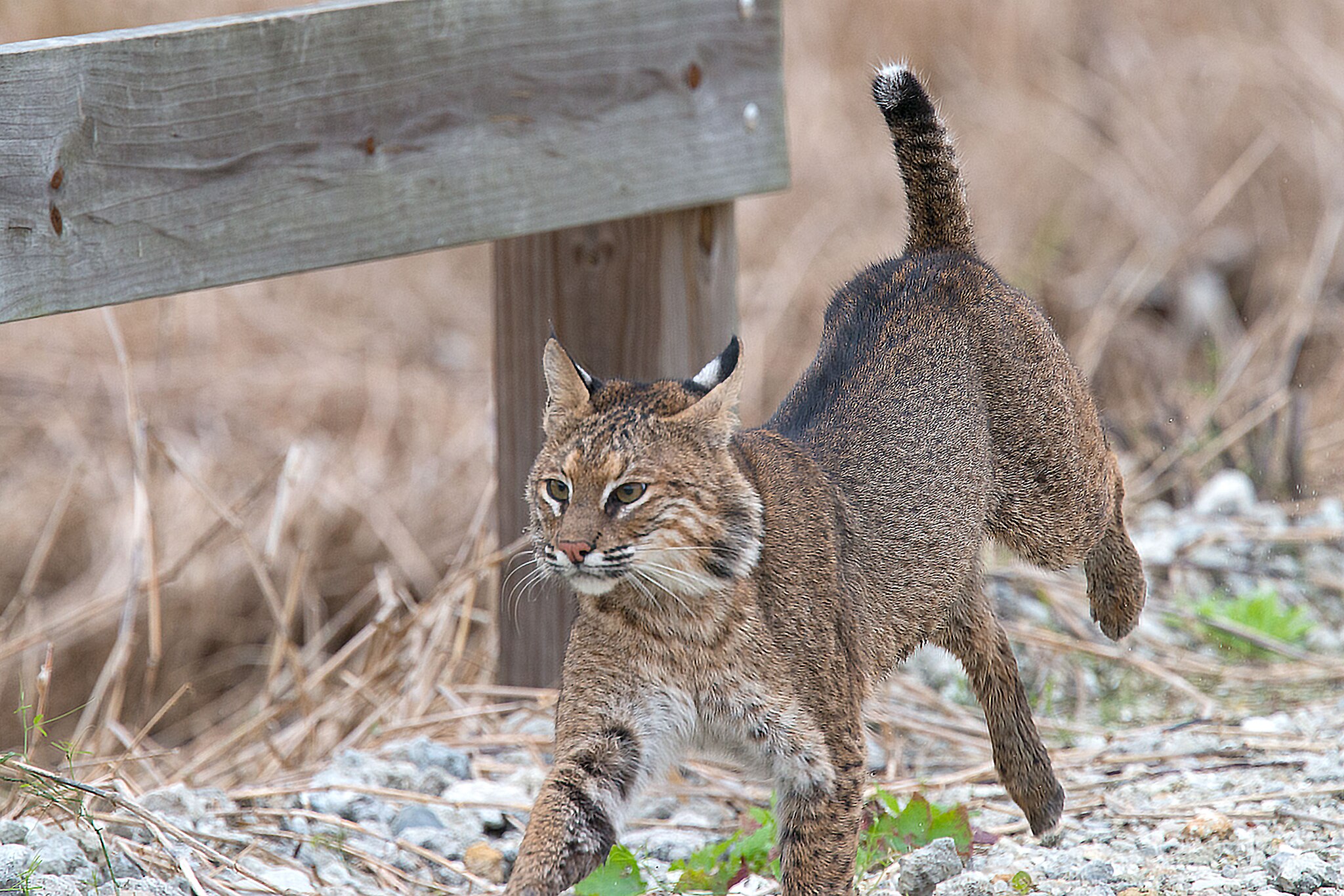 7 places in the US where bobcats prowl in huge numbers