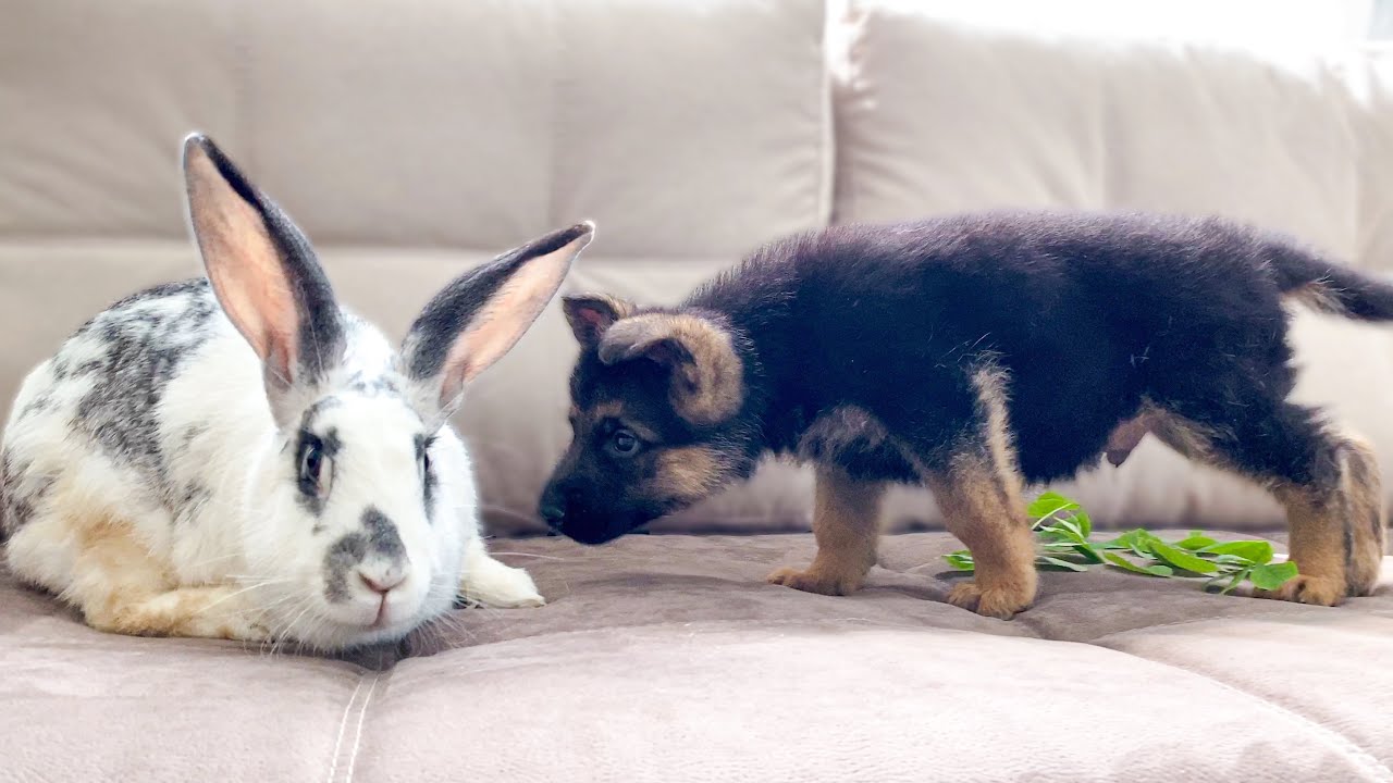 Is the German shepherd scared of this rabbit?