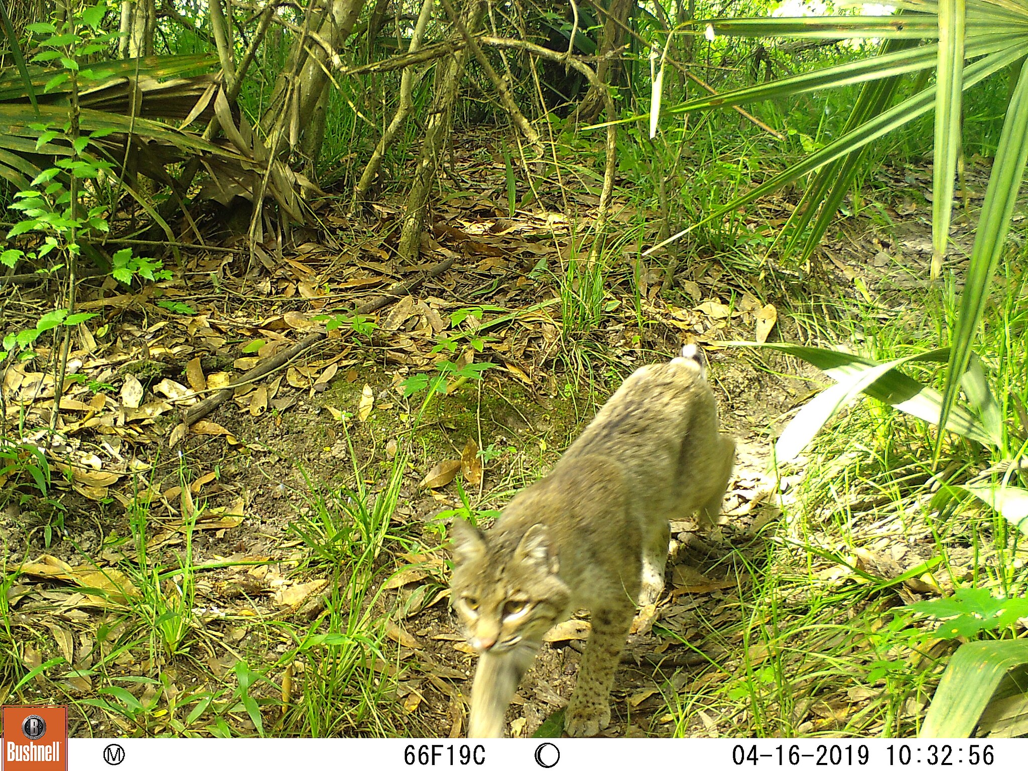 7 places in the US where bobcats prowl in huge numbers