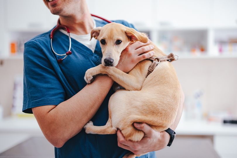 Vet warns dog owners 'this isn’t true' in controversial debate