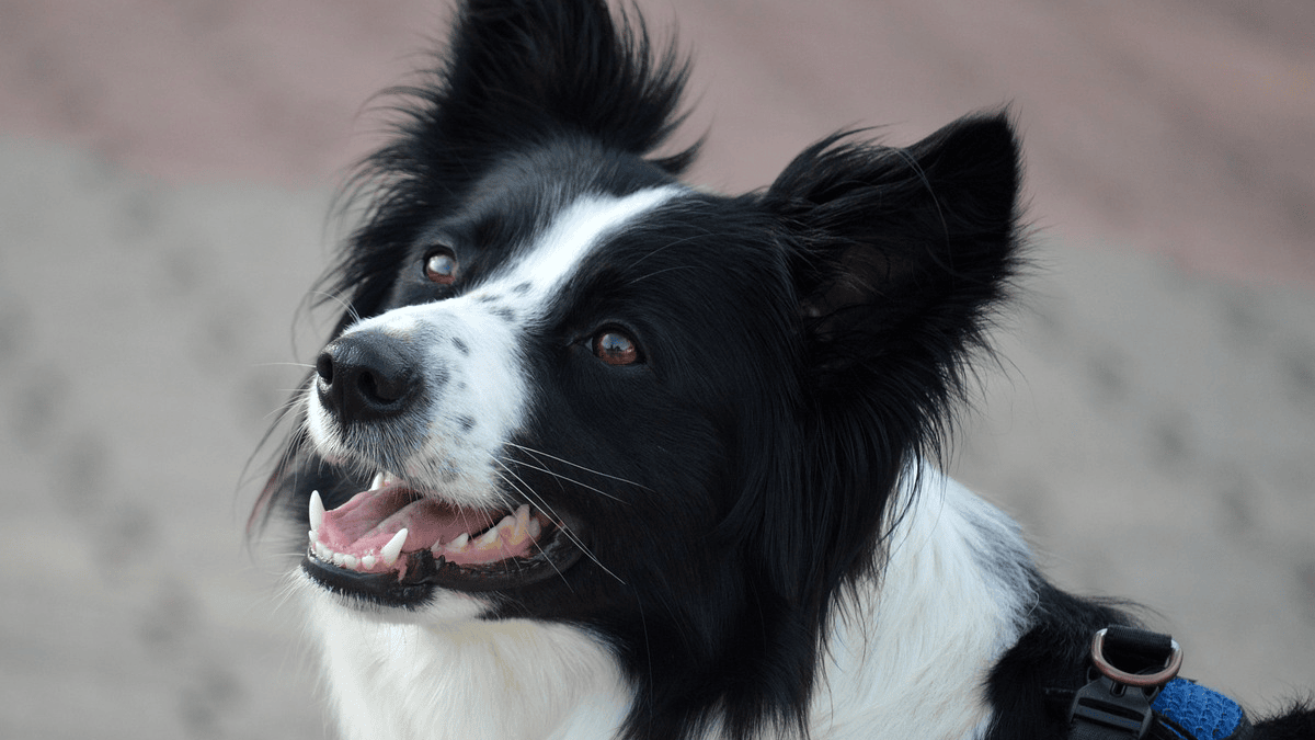The 10 things dogs do the night before they die