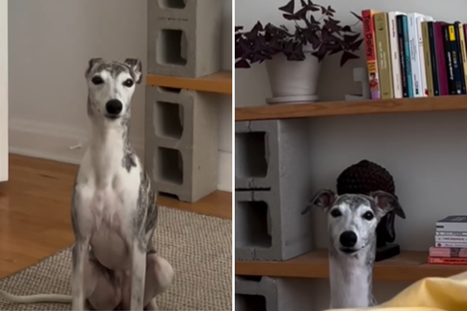 Woman shares the one part of owning a hound nobody tells you about
