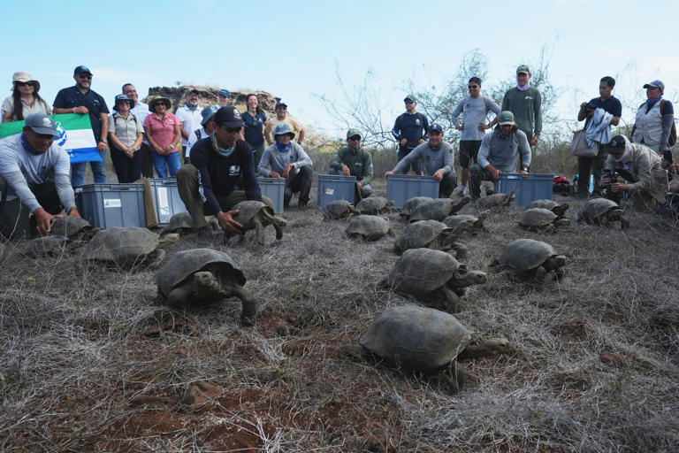 NASA helps return giant tortoises to Galapagos after nearly 150 years