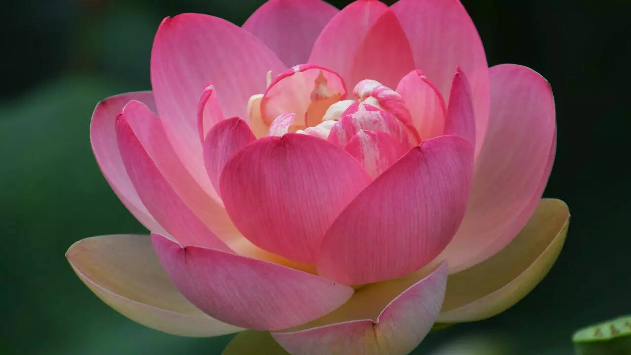 7 sacred plants and flowers perfect for indoor spaces