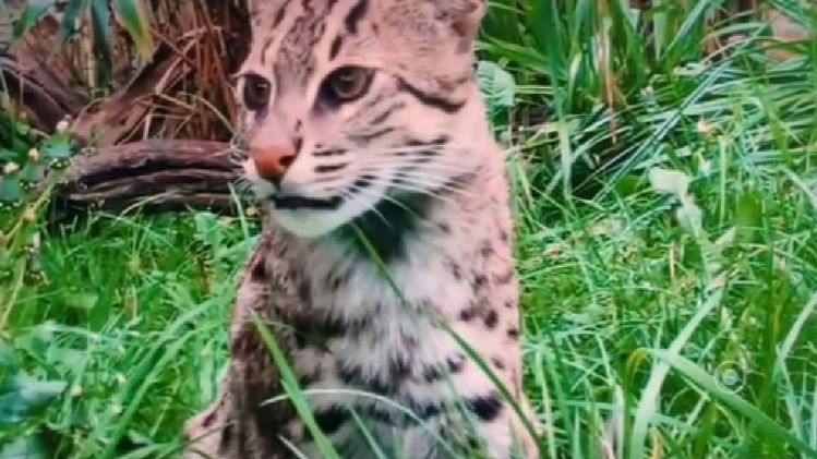 Assam: Kaziranga puts spotlight on endangered fishing cat, over 50 ...