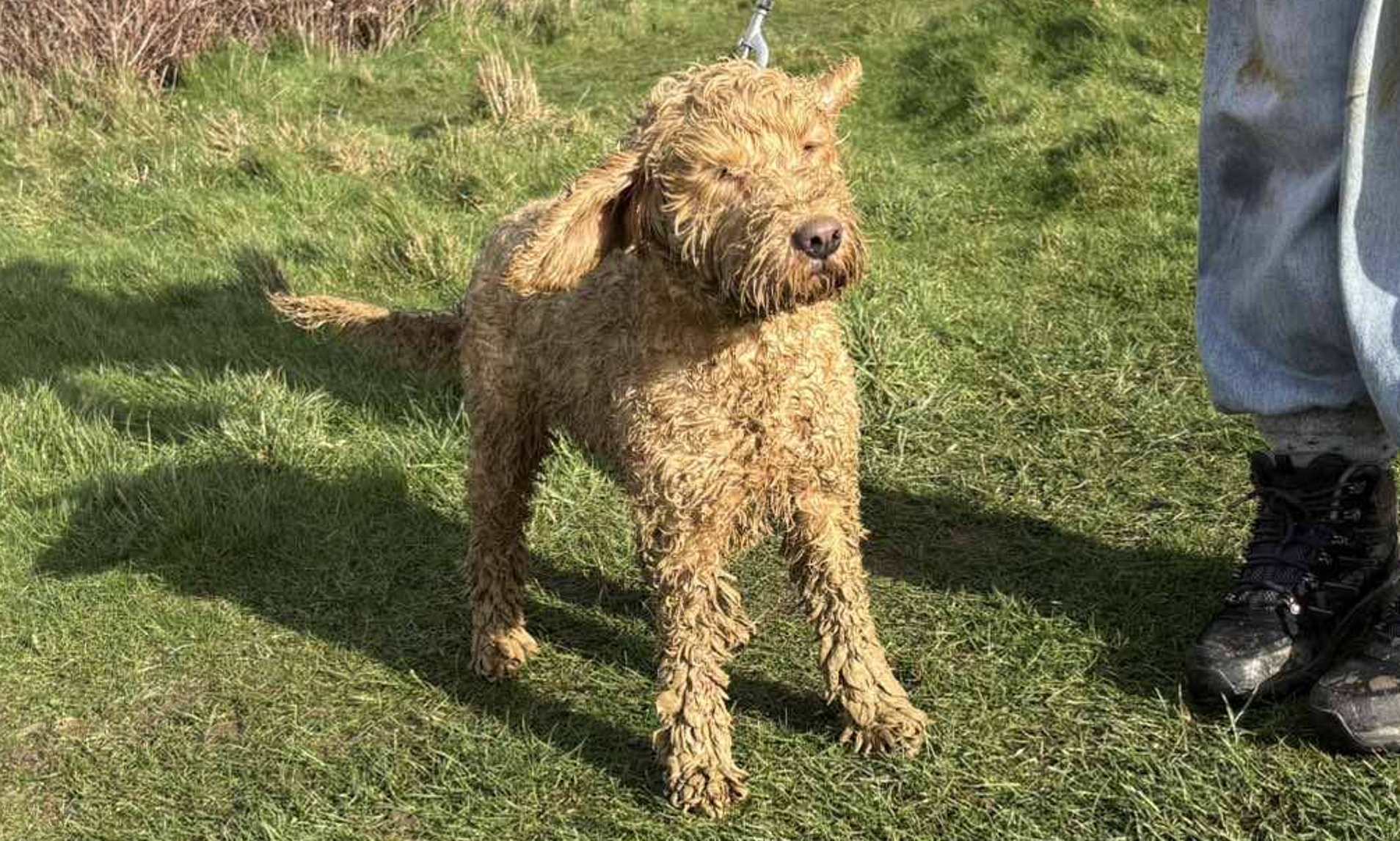 Luna the cockapoo is reunited with her owner after two-day, 40-person ...