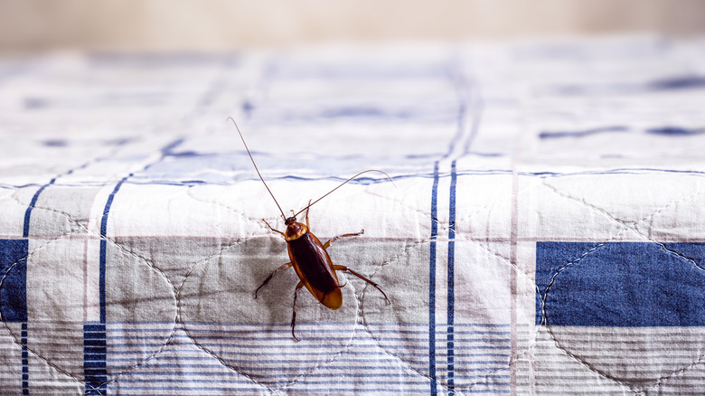 14 sneaky things that are attracting roaches to your home